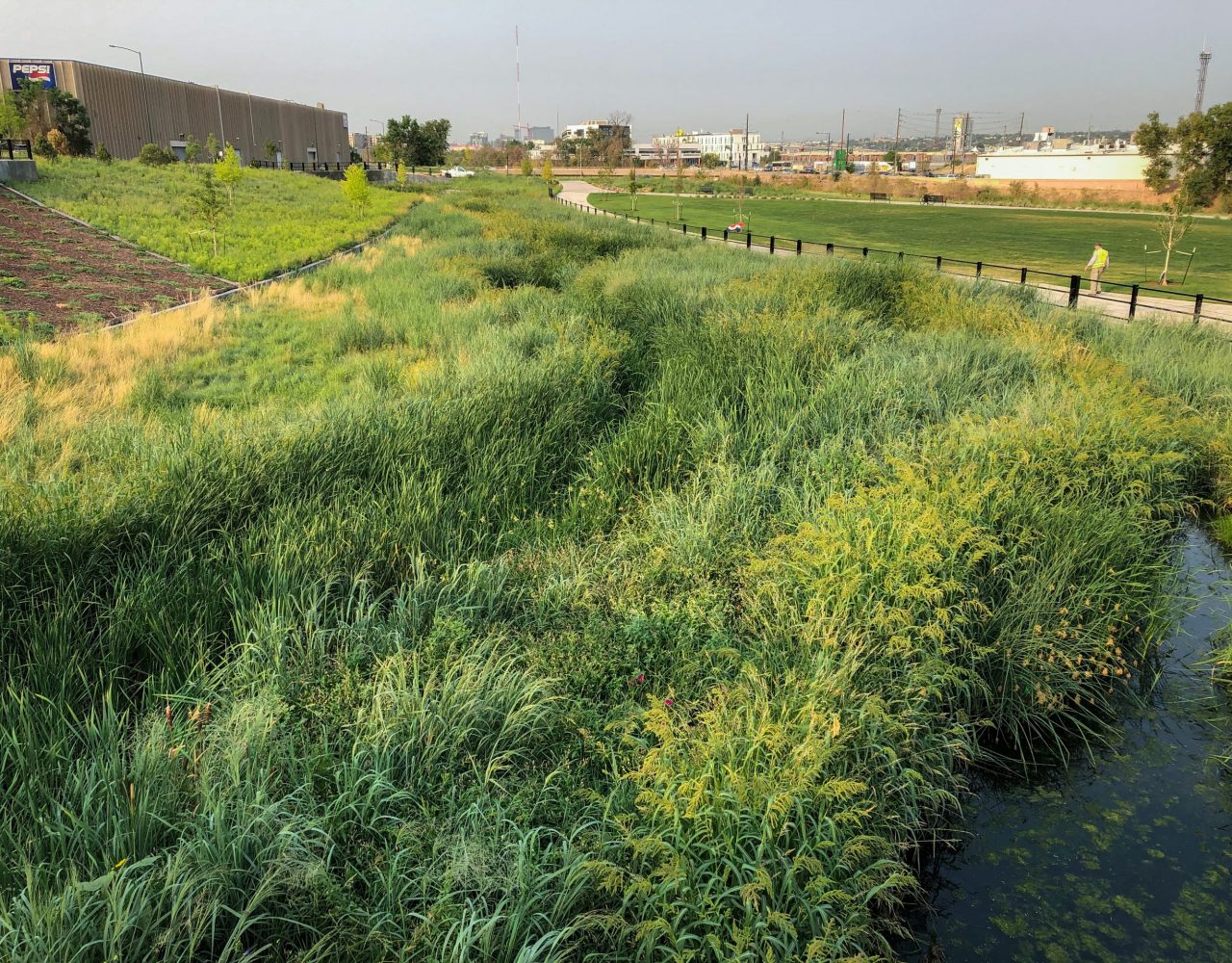 Great Ecology | Projects