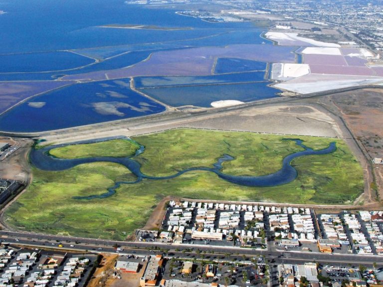 Great Ecology | Ecology + Design