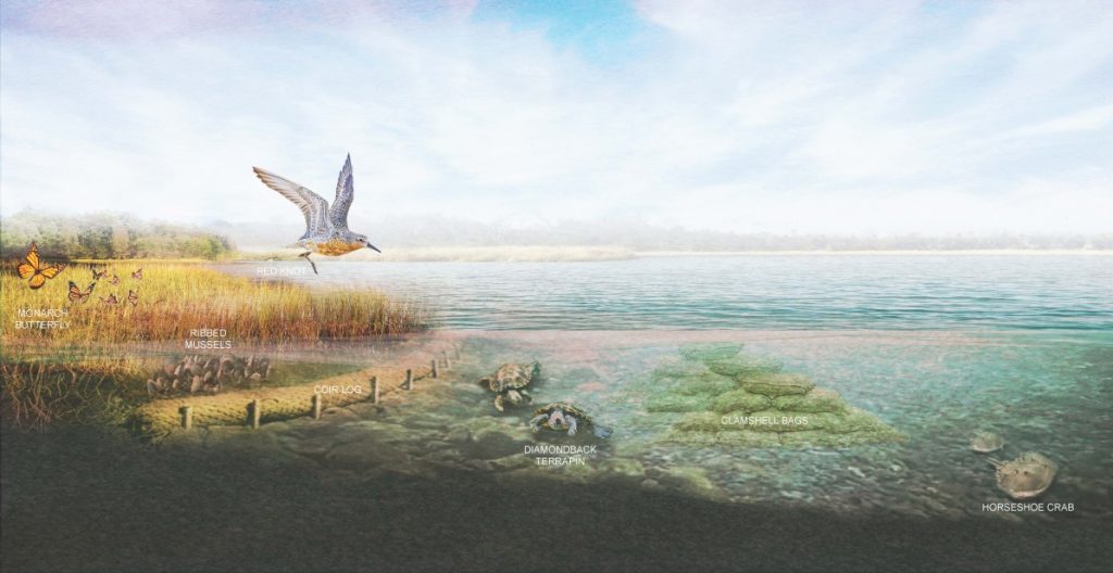 West Pond Living Shoreline Ecological Design – Great Ecology