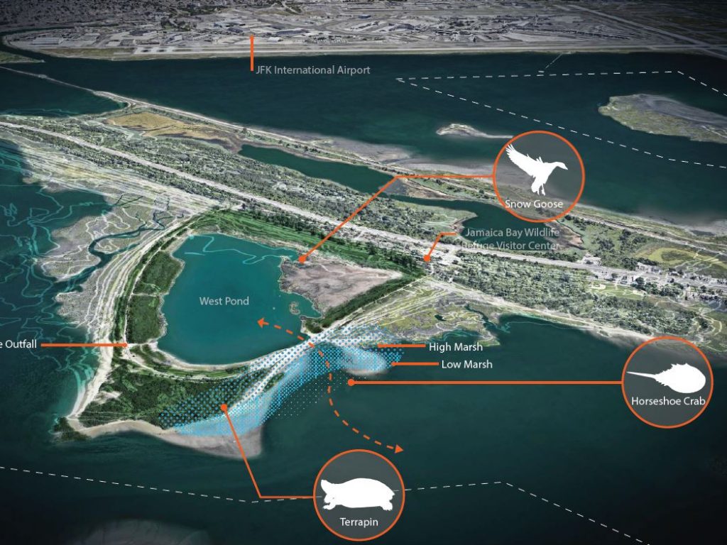 West Pond Living Shoreline Ecological Design – Great Ecology