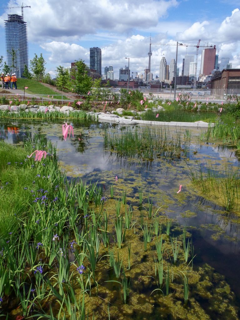 Corktown Common Park Ecological Design – Great Ecology