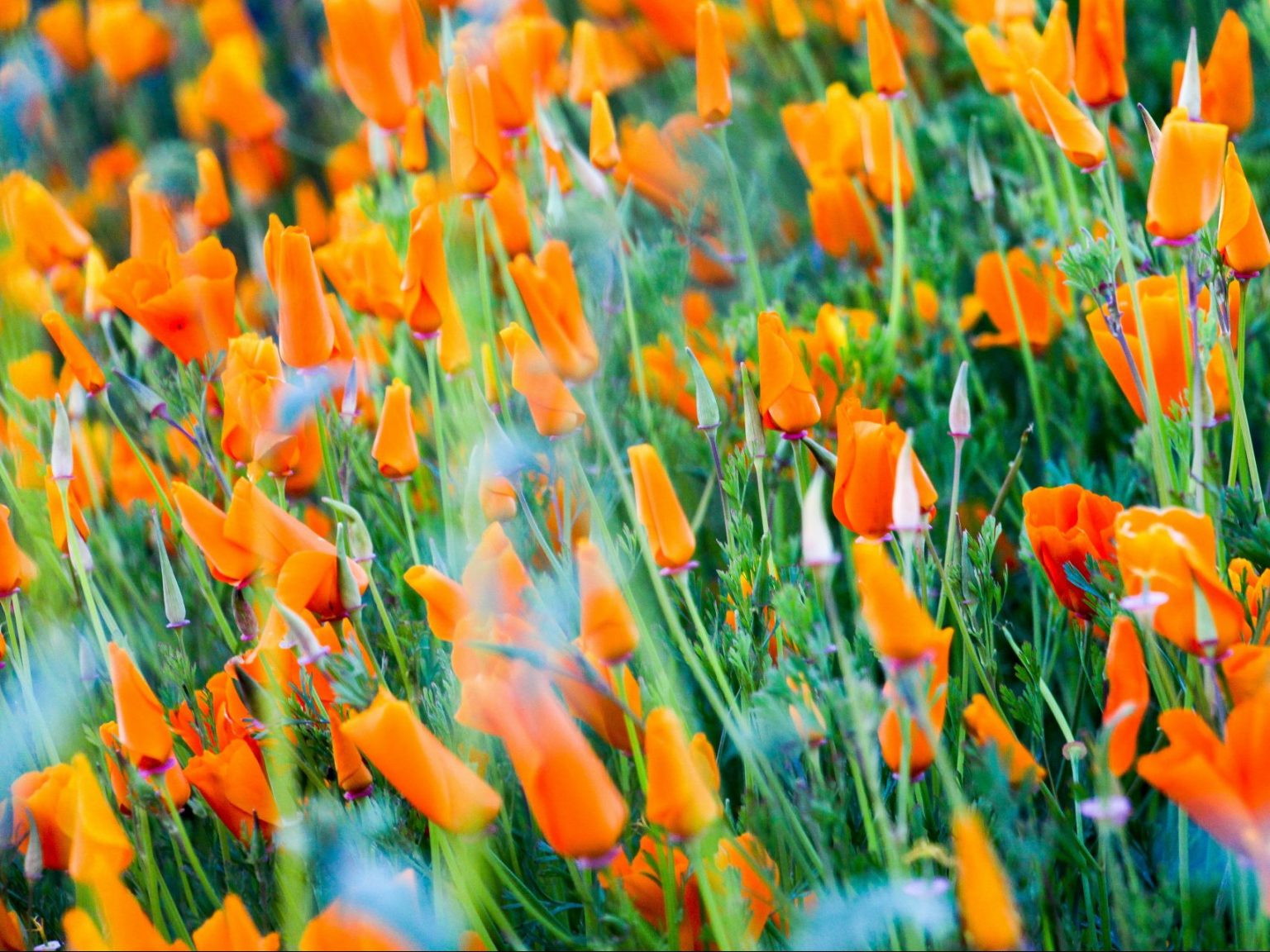 Celebrating California Poppy Day – Great Ecology