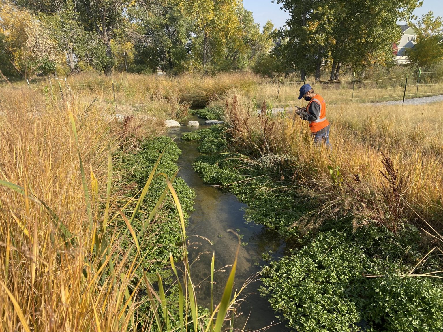 Great Ecology | Environmental Planning & Permitting