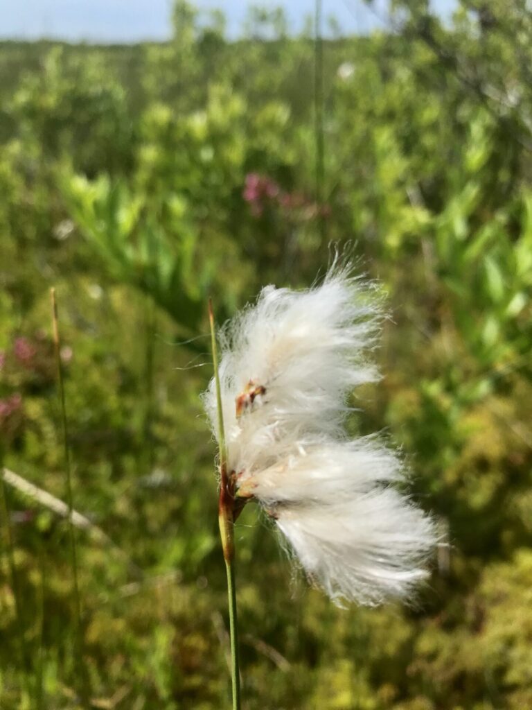 Bogs & Fens: What’s the Difference, for Peat’s Sake!? – Great Ecology