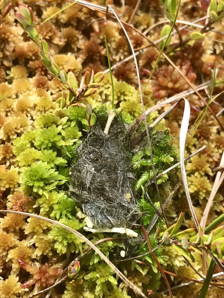 Bogs & Fens: What’s the Difference, for Peat’s Sake!? – Great Ecology