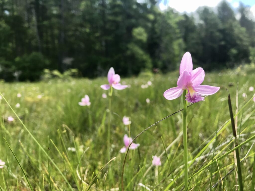 Bogs & Fens: What’s the Difference, for Peat’s Sake!? – Great Ecology