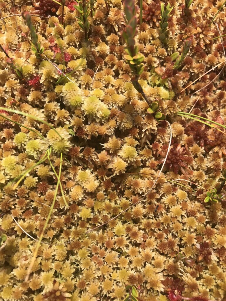 Bogs & Fens: What’s the Difference, for Peat’s Sake!? – Great Ecology