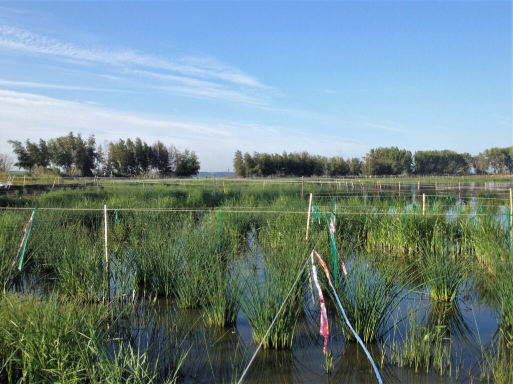 Great Ecology | Environmental Planning & Permitting