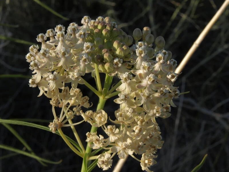 Fantastic Native Flora in San Diego to Support Pollinator Populations ...