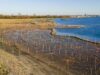 Living Shorelines – Great for Fish and Fishing – Great Ecology