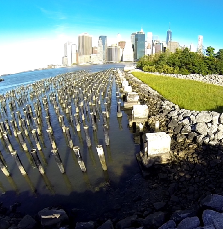Living Shorelines – Great for Fish and Fishing – Great Ecology